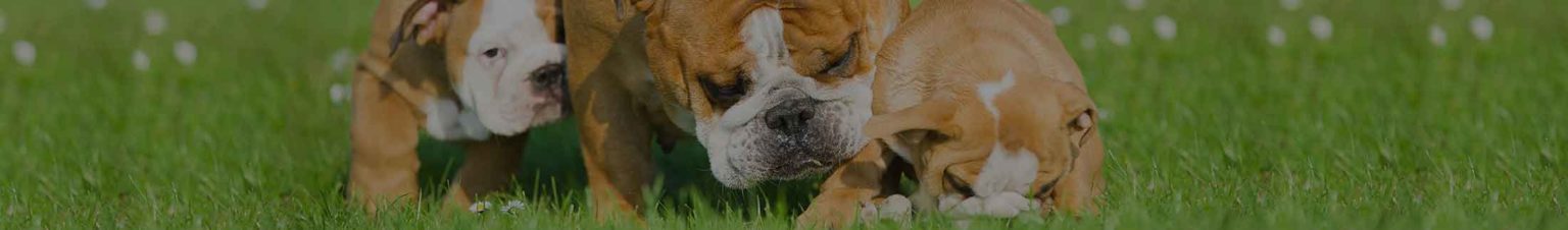 Leavitt Olde English Bulldogge - Ursprüngliche Bulldog Rasse